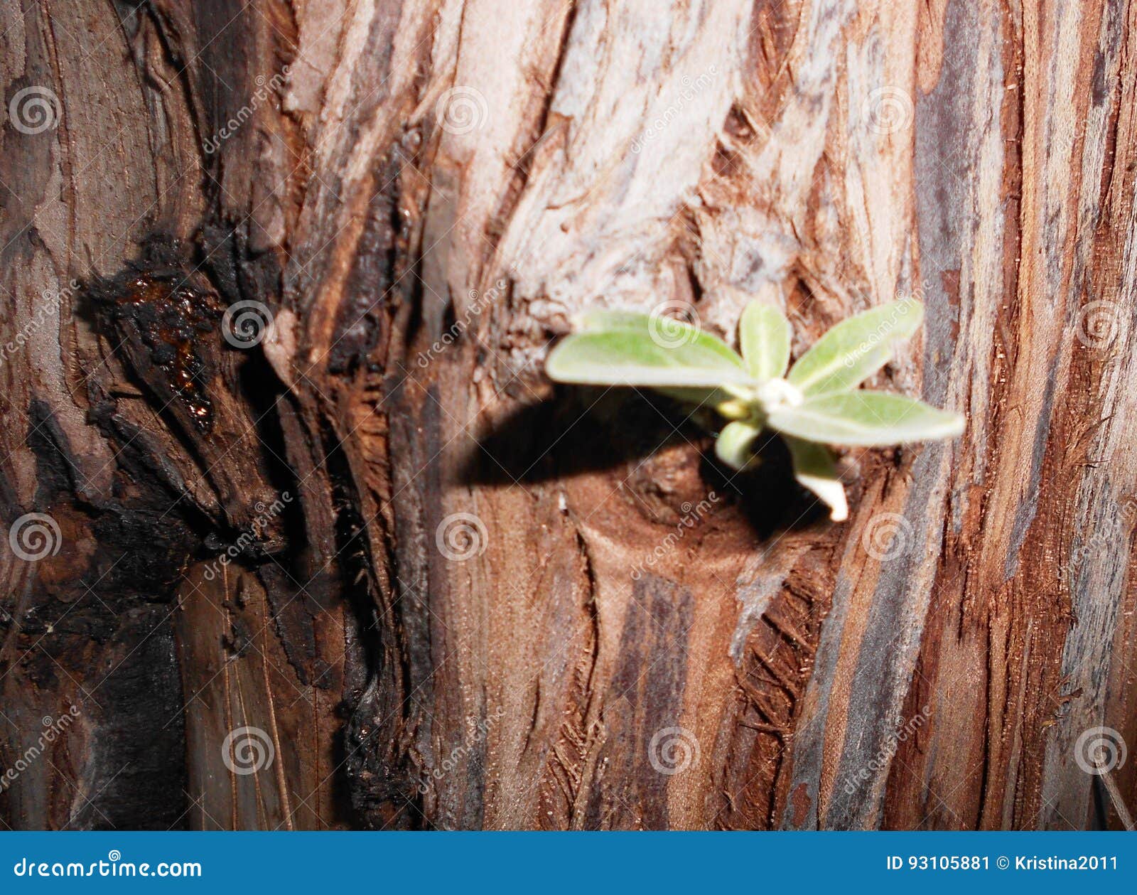Bark Texture Very Nice Good Stock Image - Image of cloudsnbeautiful ...