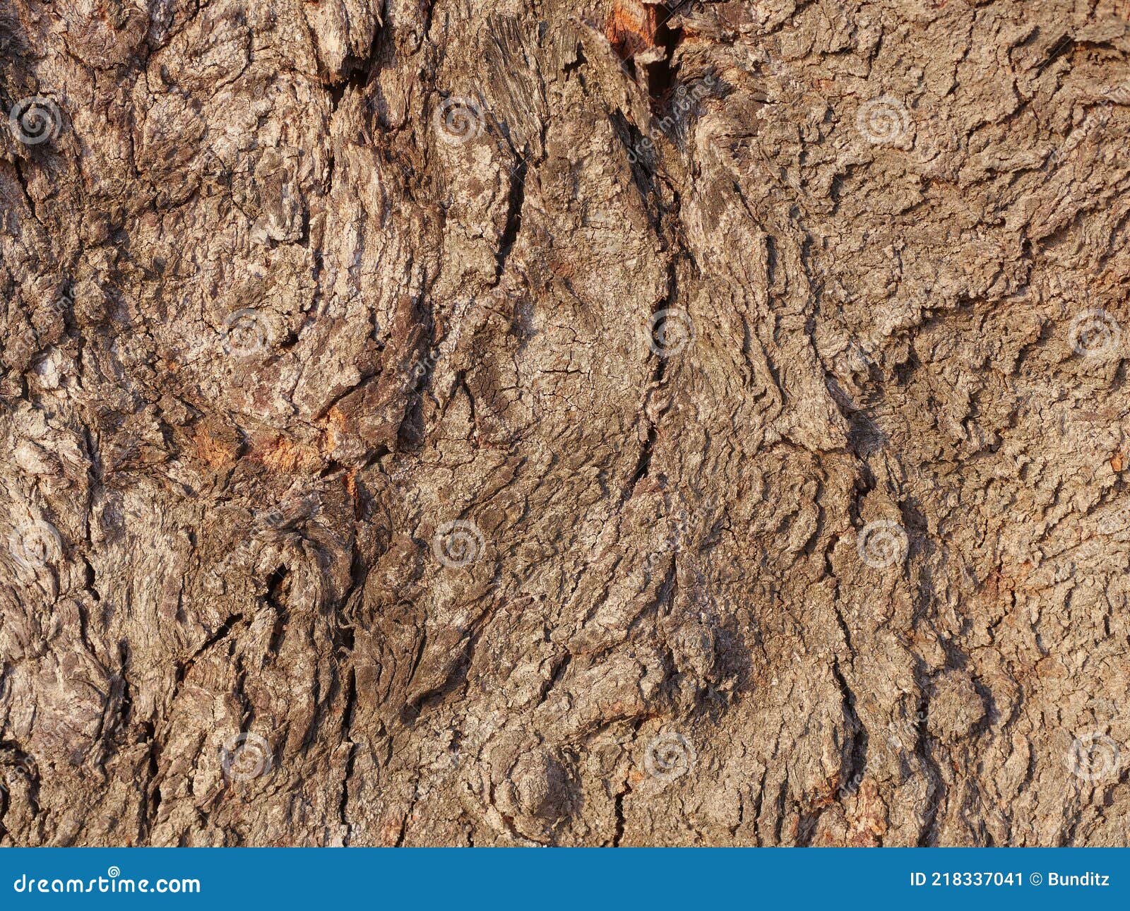 The Bark Texture is Very Rough Stock Image - Image of closeup, pattern ...