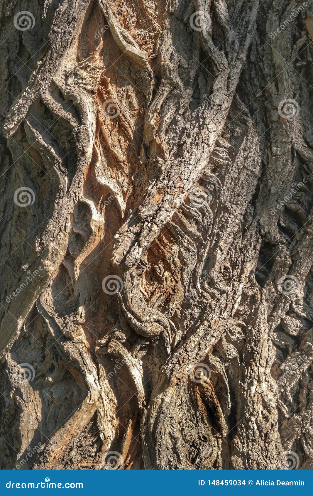 Bark Texture of a Willow Tree Stock Photo - Image of patterns, nature ...
