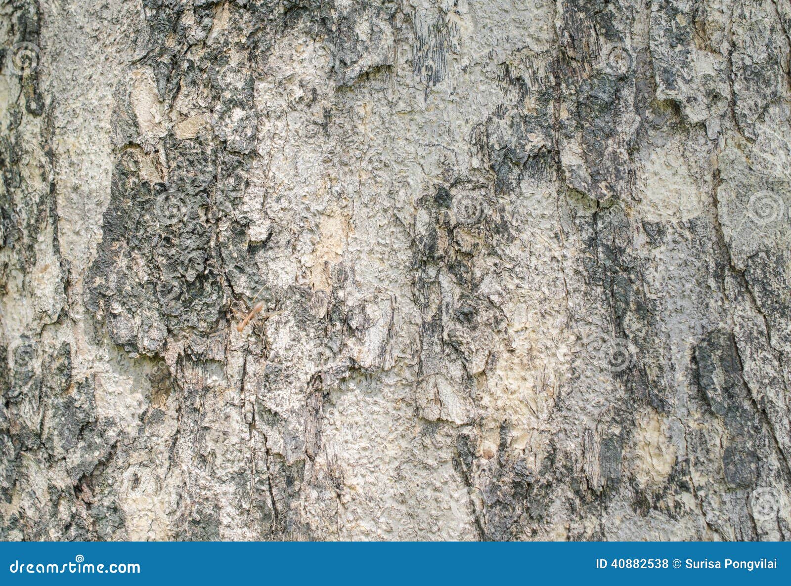 Bark textures stock photo. Image of textures, detail - 40882538