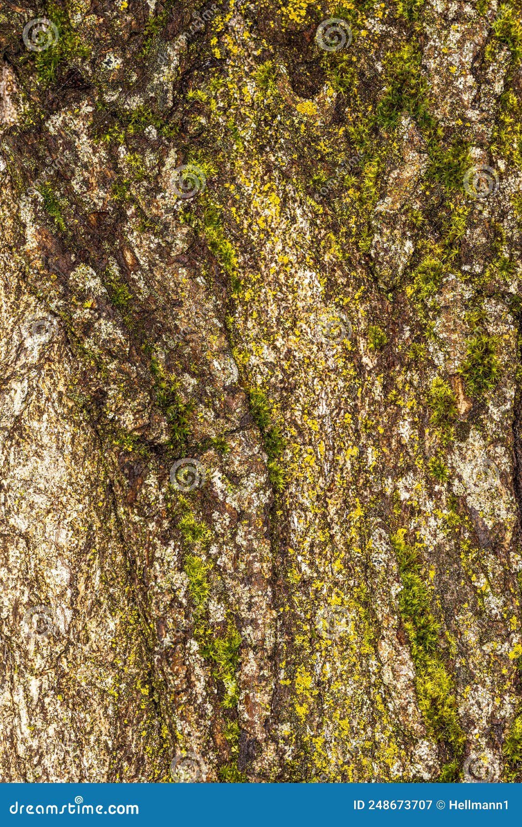 Bark of Theves Poplar stock image. Image of branch, nature - 248673707