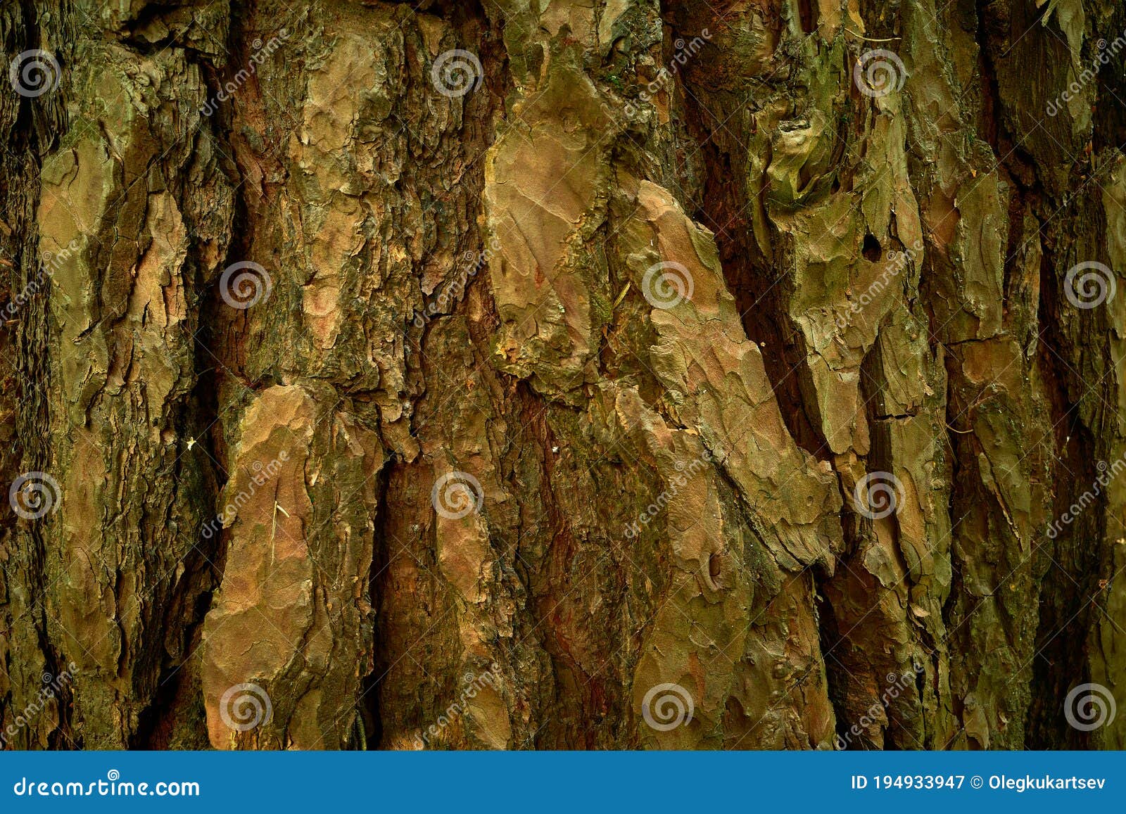 Bark of Age Pine Tree - Pinus Sylvestris, Pinaceae. Closeup Picture ...