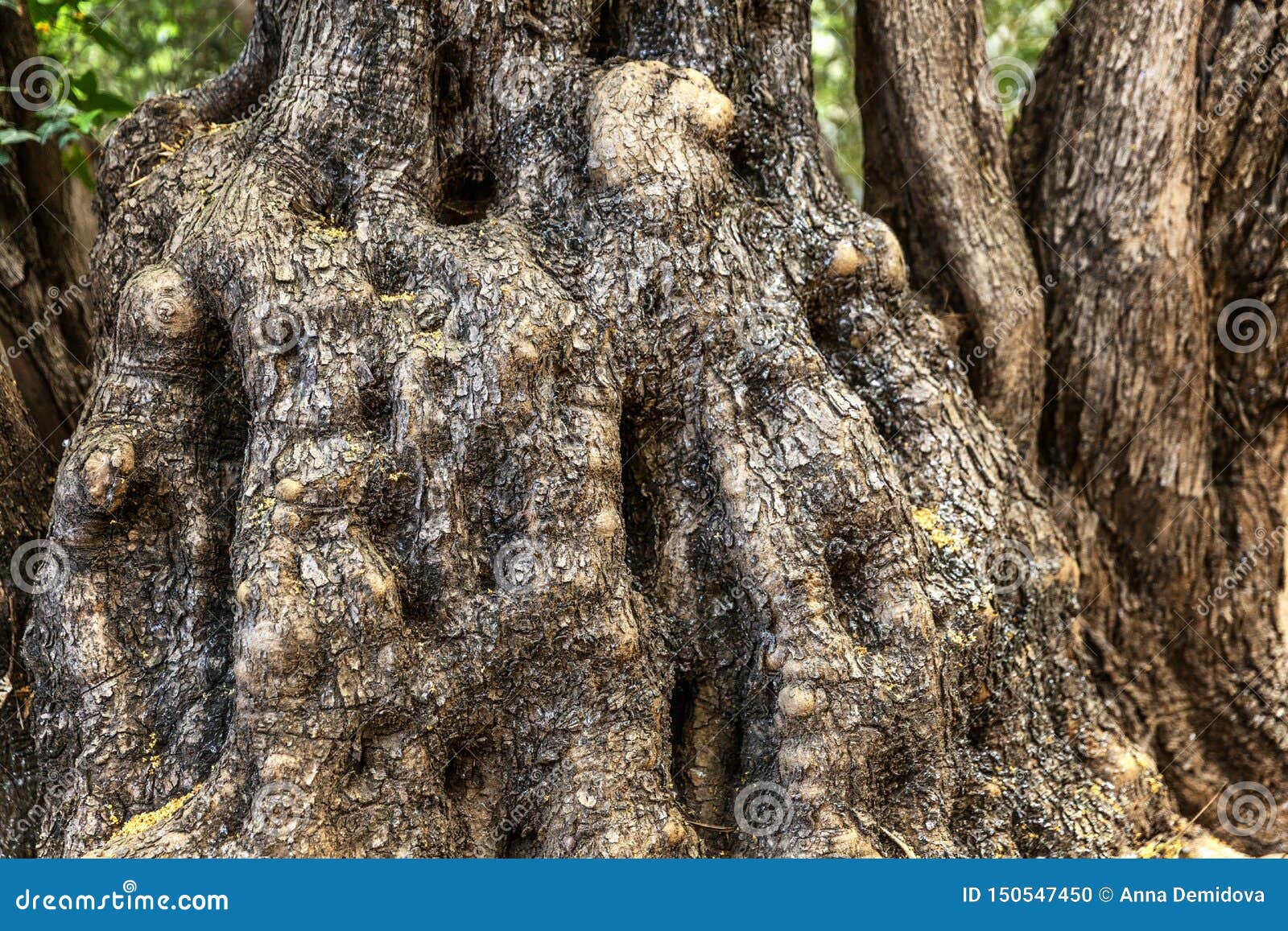 Bark of a Thick Tree Trunk, Close-up. Background Stock Photo - Image of ...