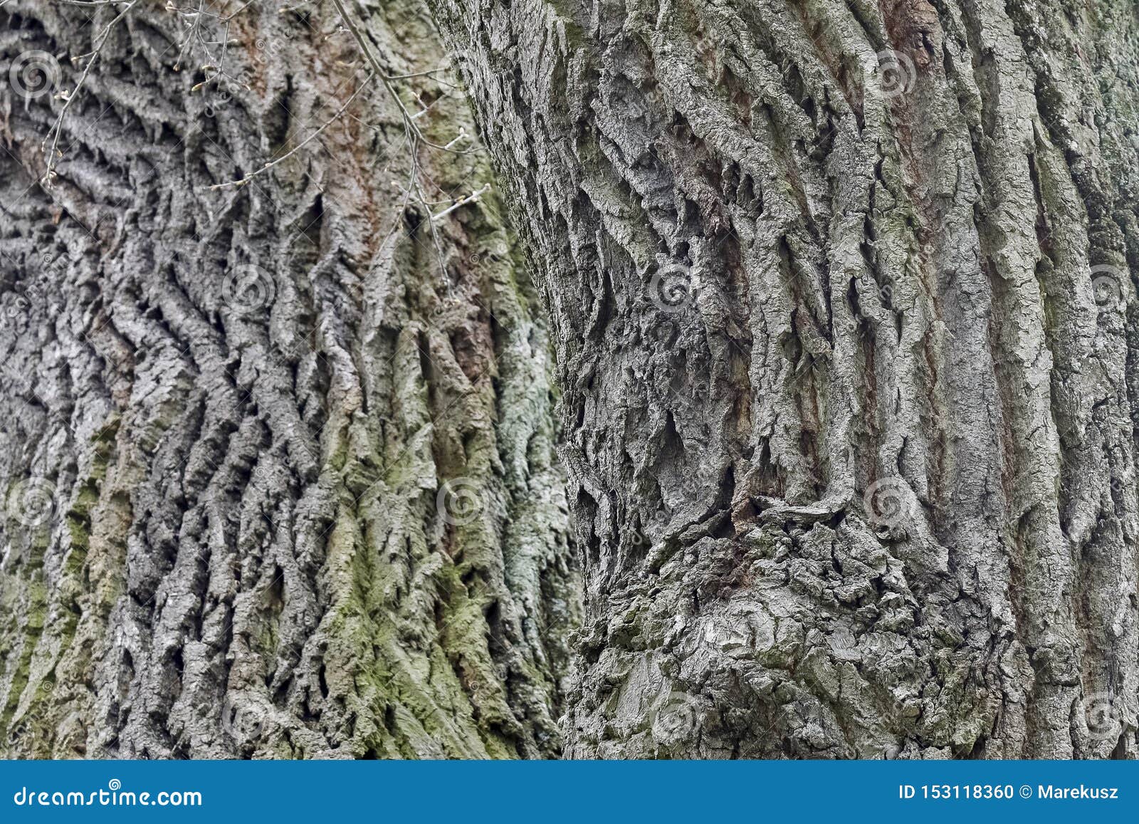Bark of deciduous tree stock photo. Image of wooden - 153118360