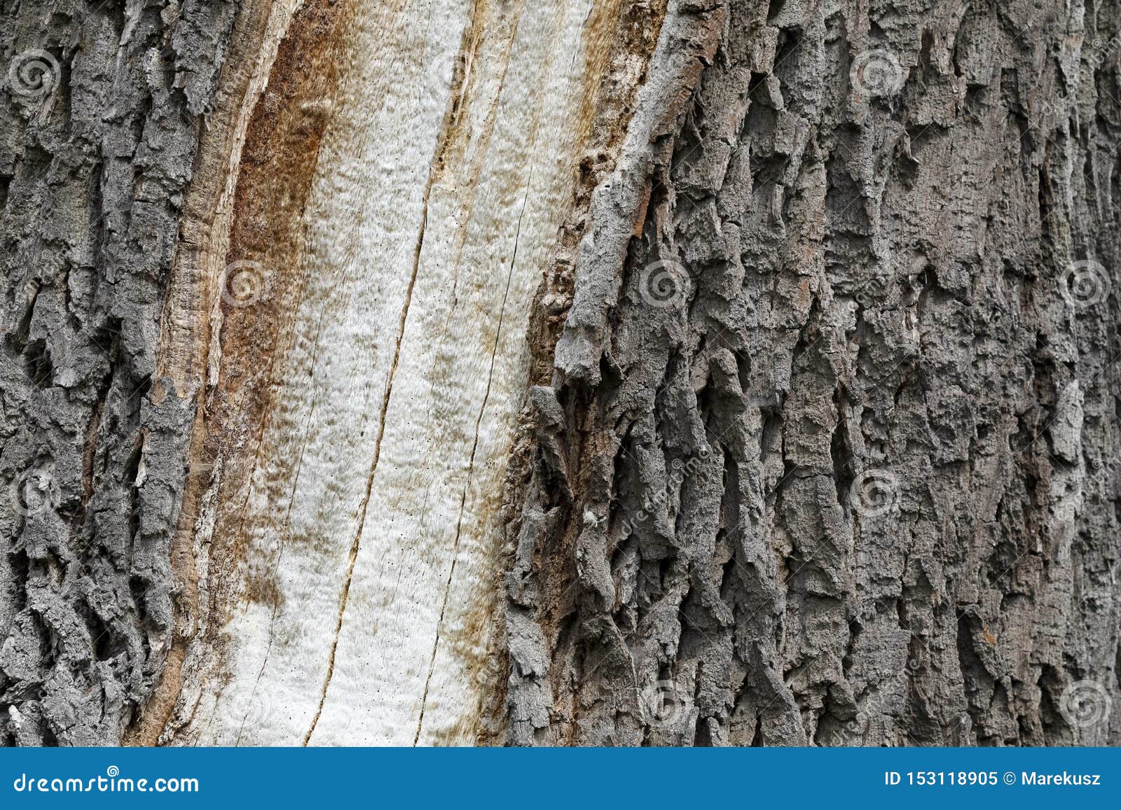 Damaged tree bark stock image. Image of abstract, grown - 153118905