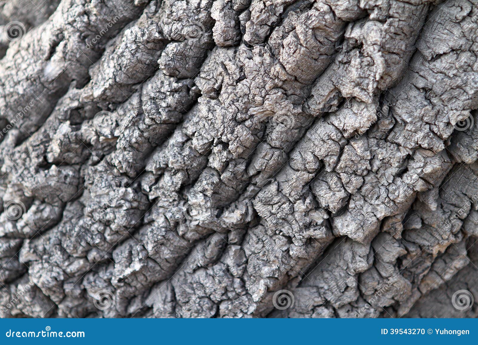 Bark tissue stock photo. Image of trunktree, trunk, shrub - 39543270