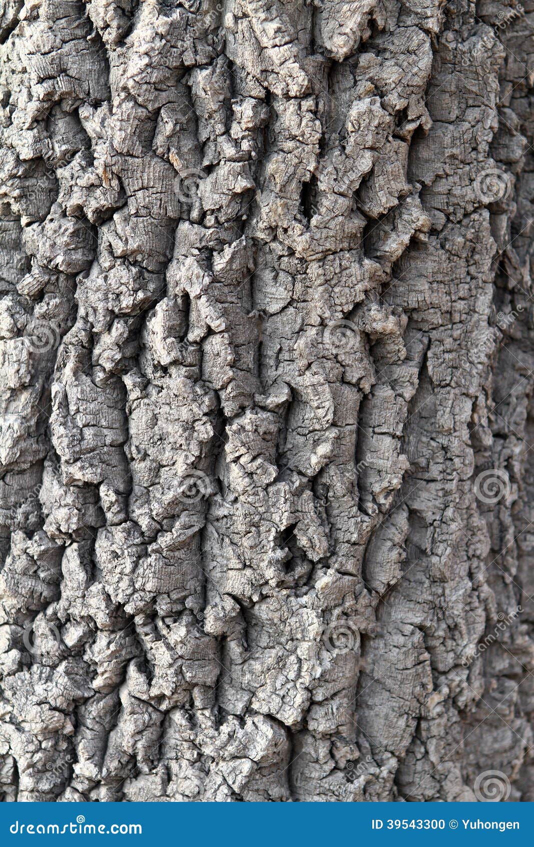Bark tissue stock photo. Image of branch, rock, bark - 39543300