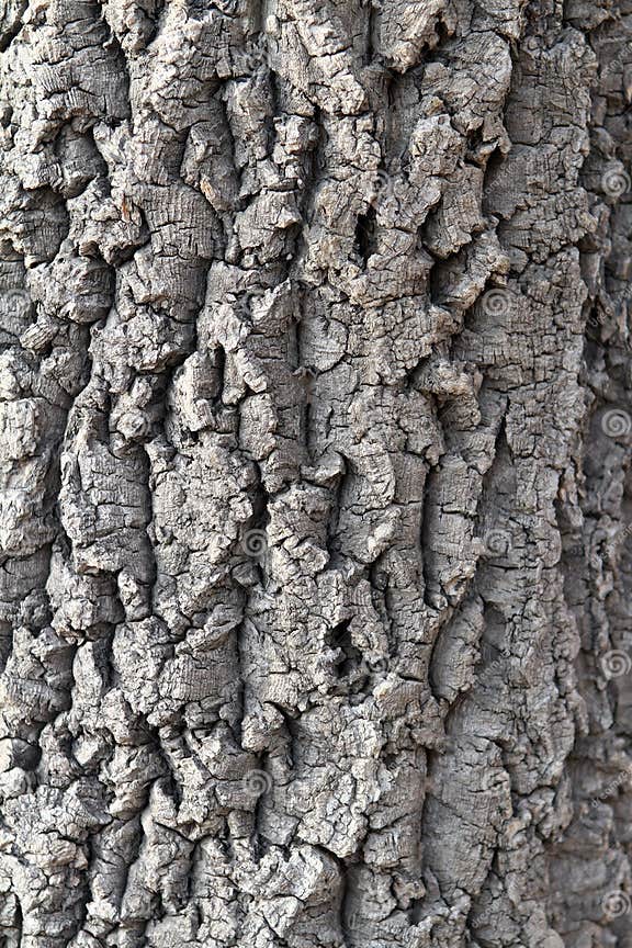 Bark tissue stock photo. Image of branch, rock, bark - 39543300
