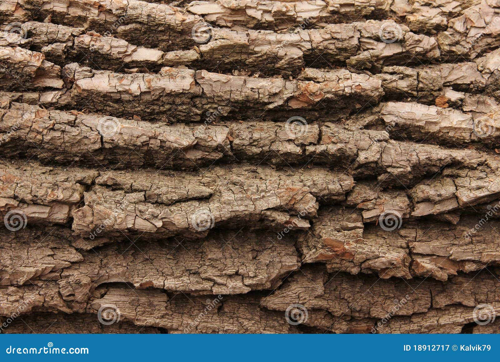 Dry Bark Tree Texture Royalty-Free Stock Photo | CartoonDealer.com ...