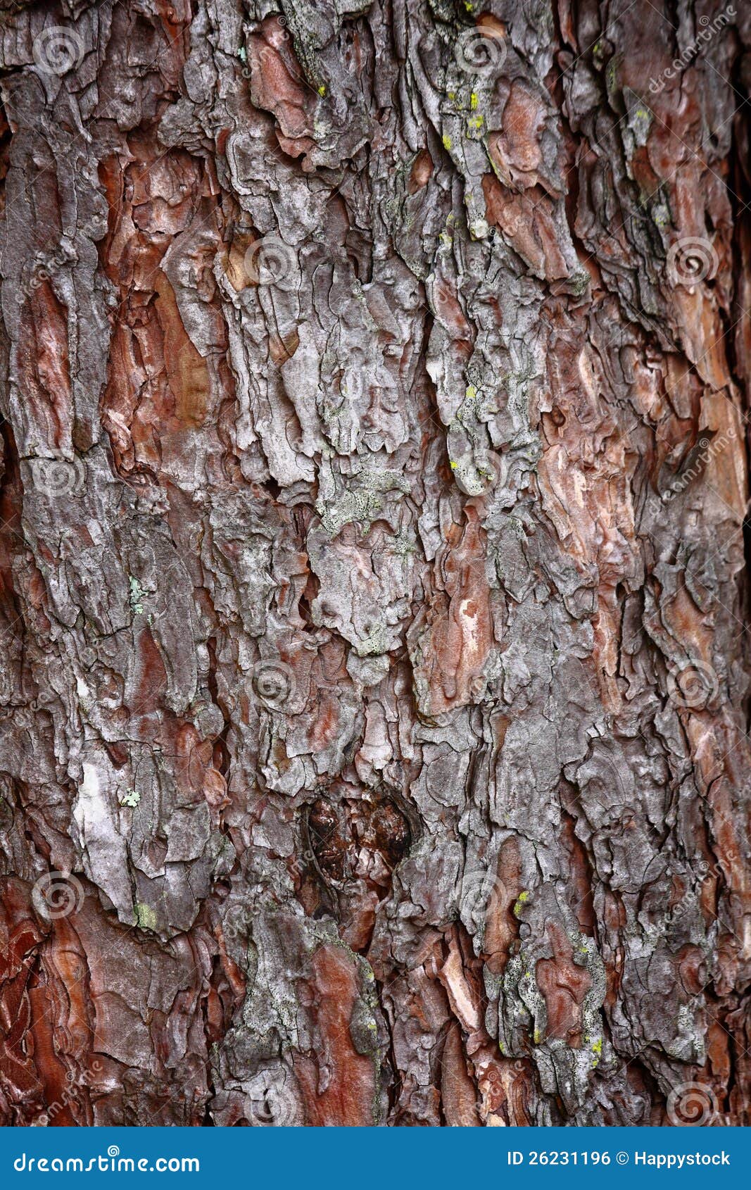 Bark Tree stock photo. Image of closeup, full, macro - 26231196