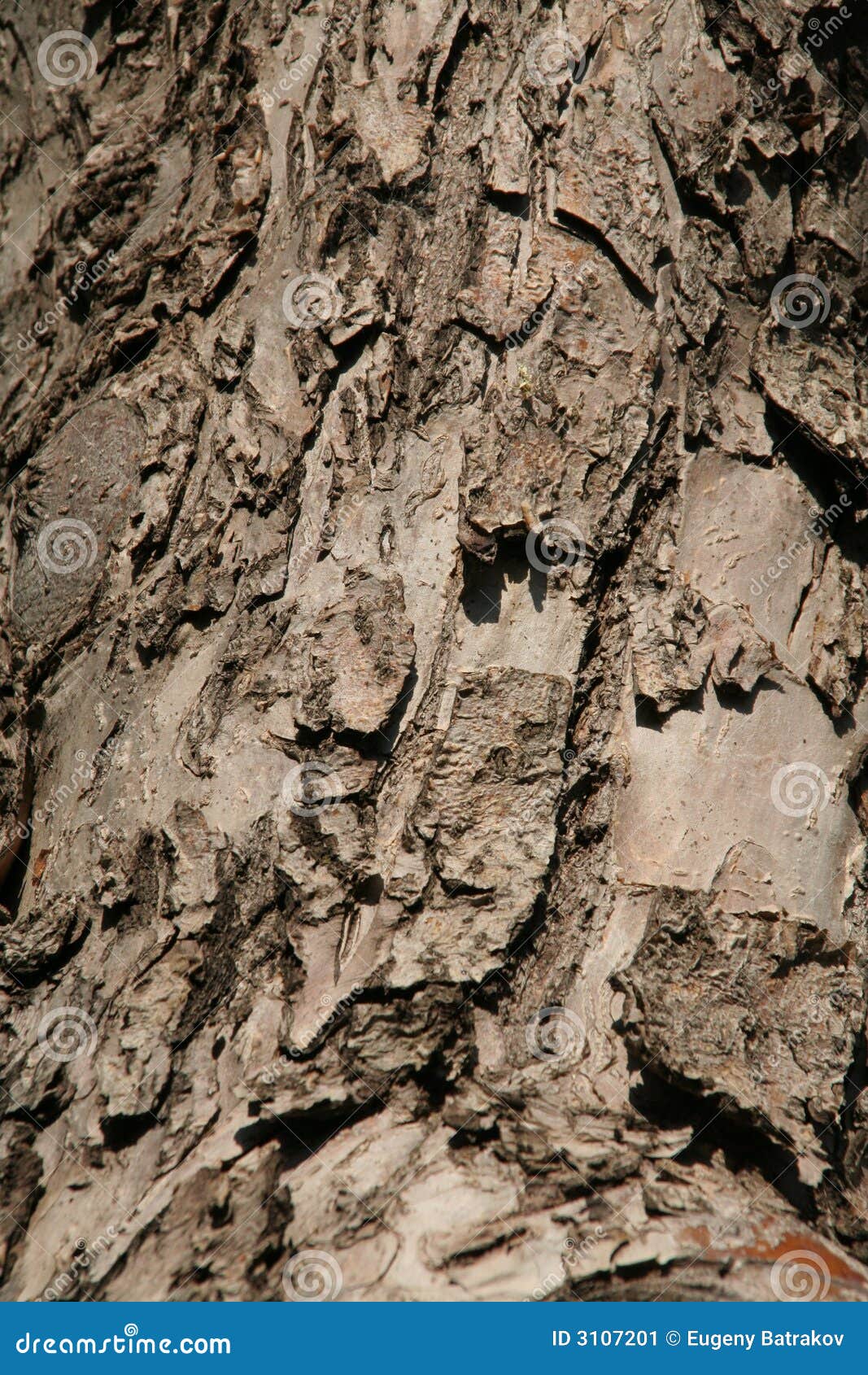 Bark of a tree stock image. Image of brown, vertical, natural - 3107201