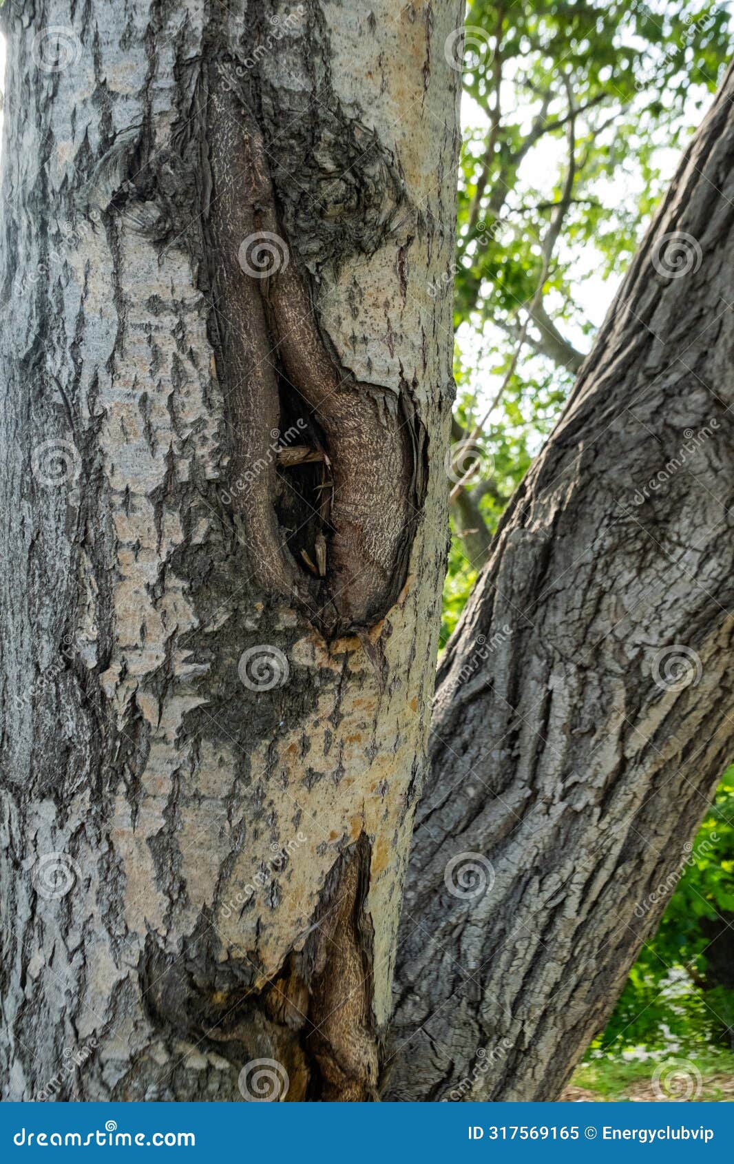 The Bark of a Tree is Affected by a Disease. the Tree Has a Hole in it ...