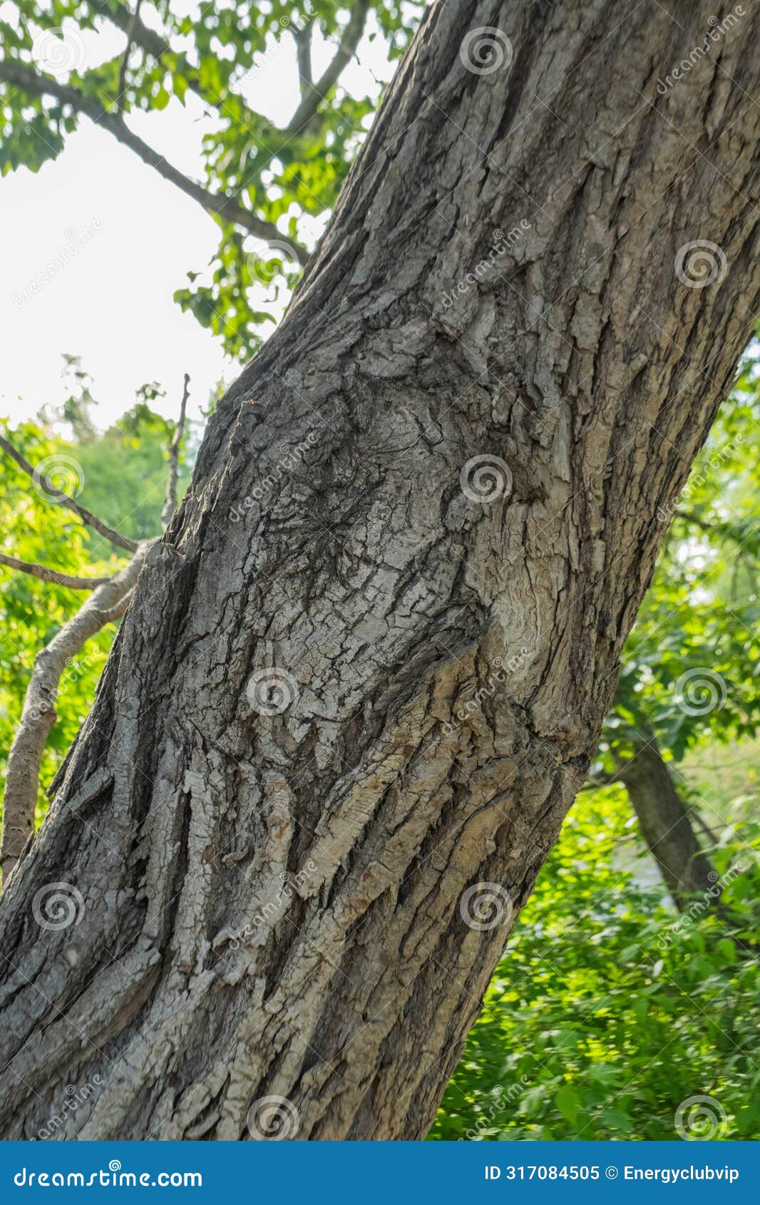 The Bark of a Tree is Affected by a Disease. the Tree Has a Hole in it ...