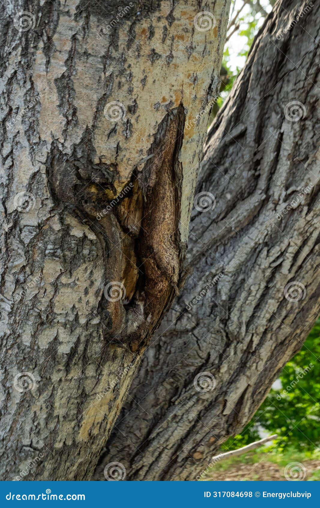 The Bark of a Tree is Affected by a Disease. the Tree Has a Hole in it ...