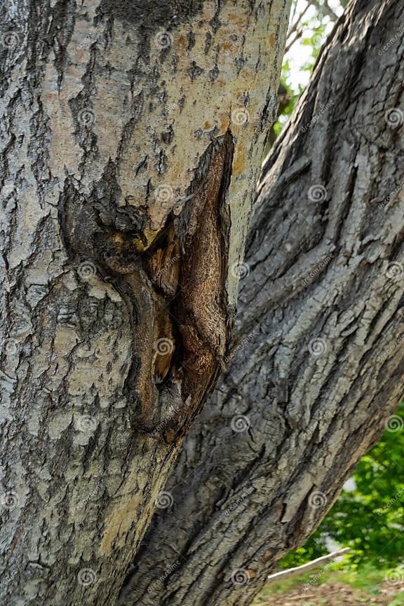 The Bark of a Tree is Affected by a Disease. the Tree Has a Hole in it ...