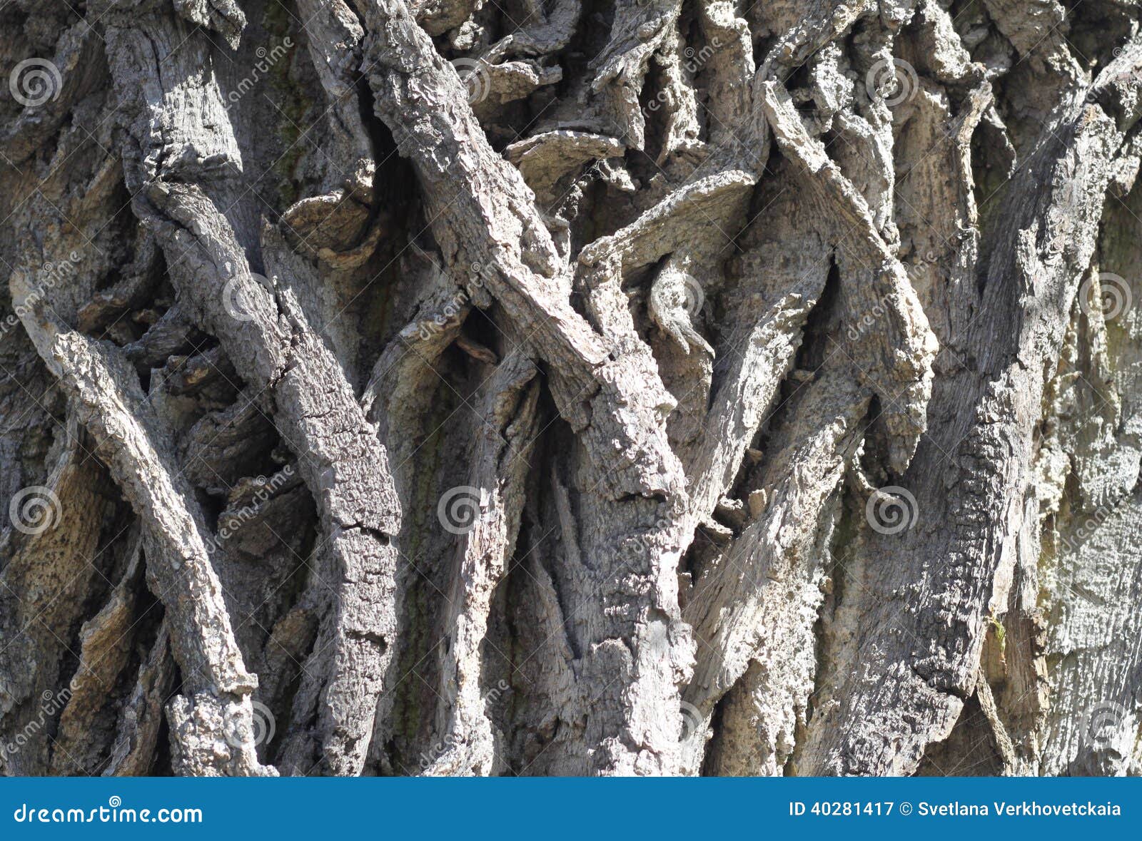 Bark tree stock image. Image of warped, aged, trunk, close - 40281417