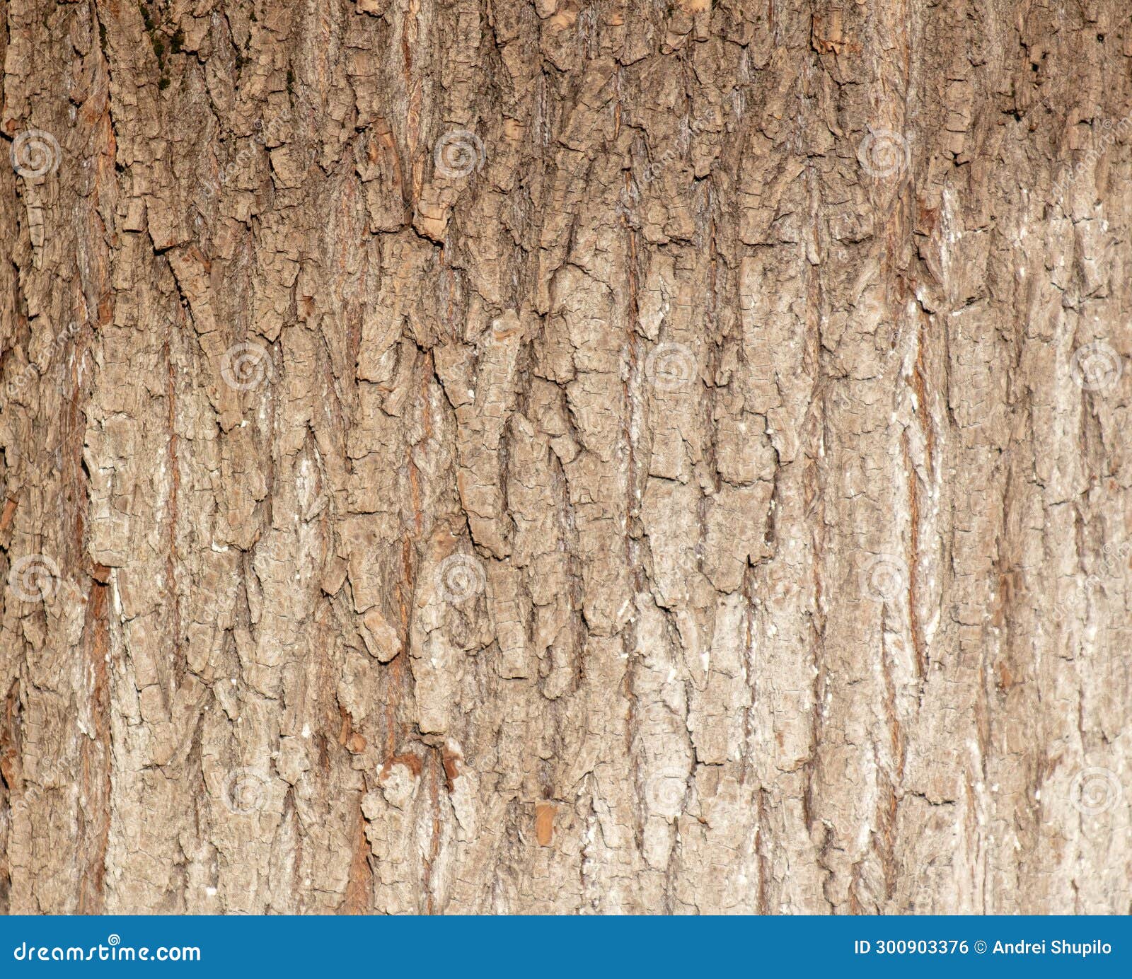 Bark on a Tree As an Abstract Background. Texture Stock Photo - Image ...