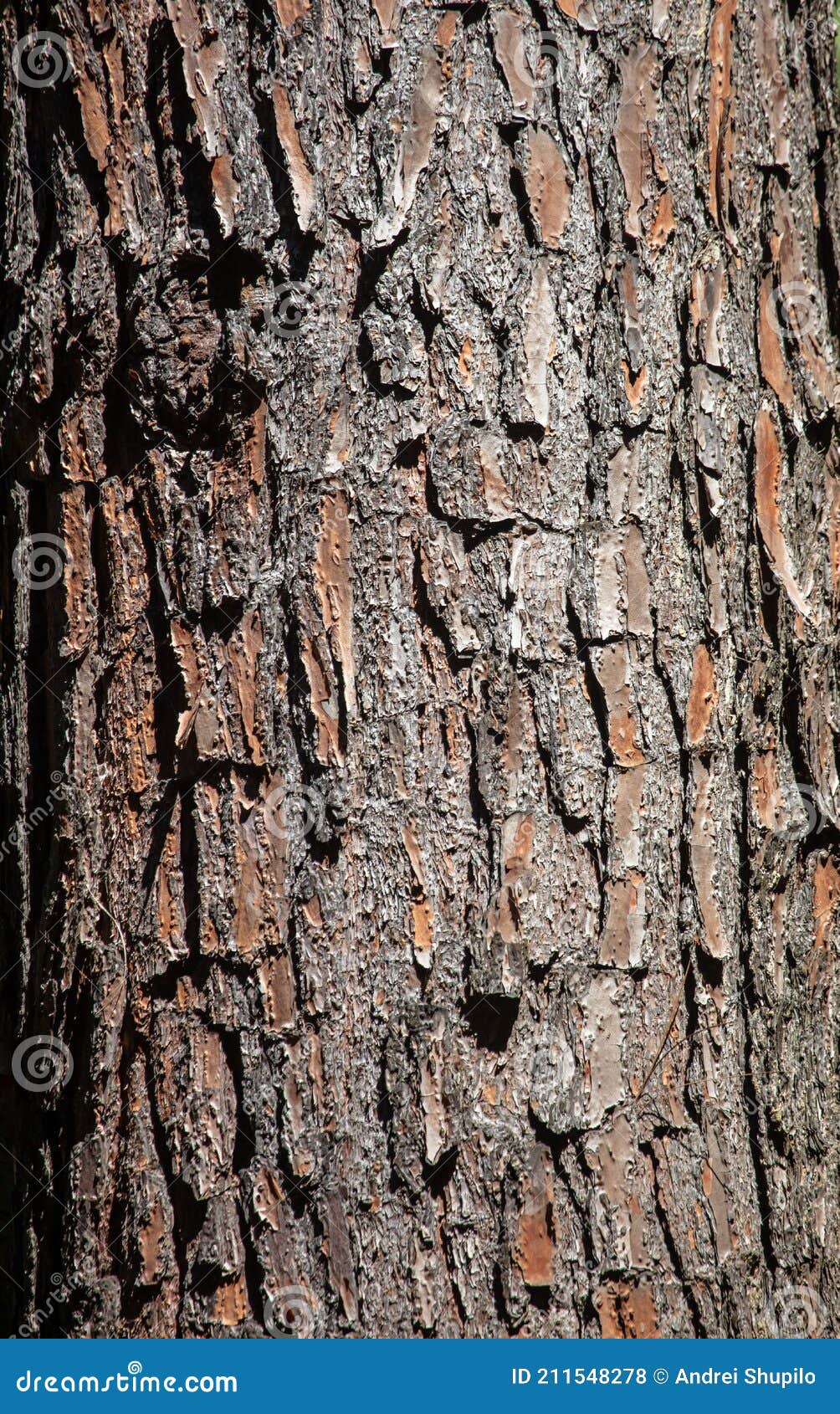 Bark on a Tree As an Background Stock Photo - Image of plant, natural ...