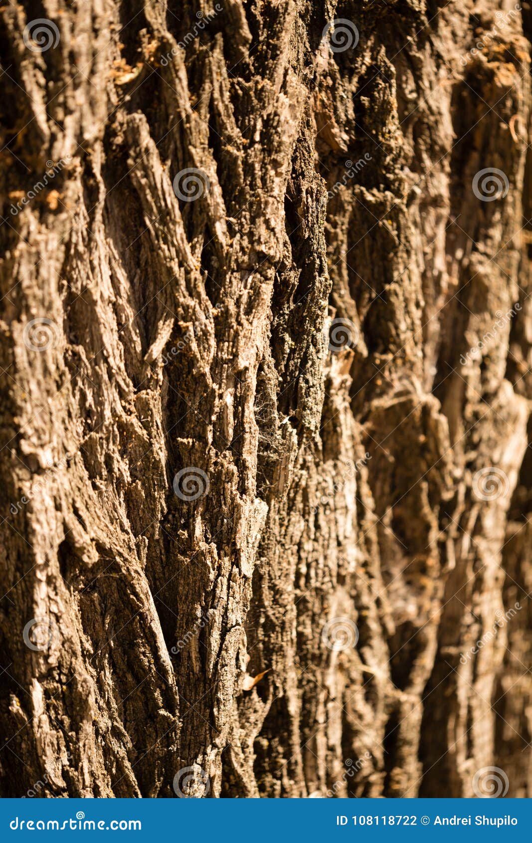 Bark from a Tree As a Background Stock Photo - Image of nature, pine ...