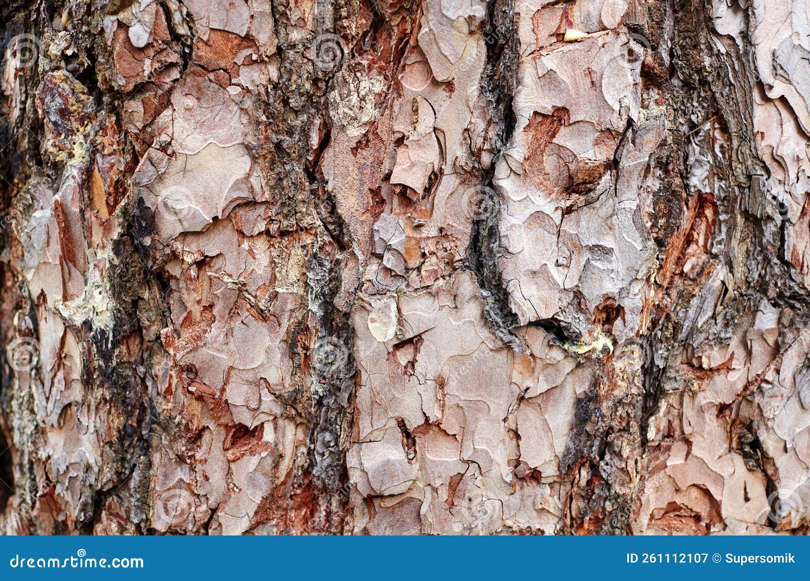 Bark Tree Background. Colorful Tileable Texture of the Old Tree Stock ...