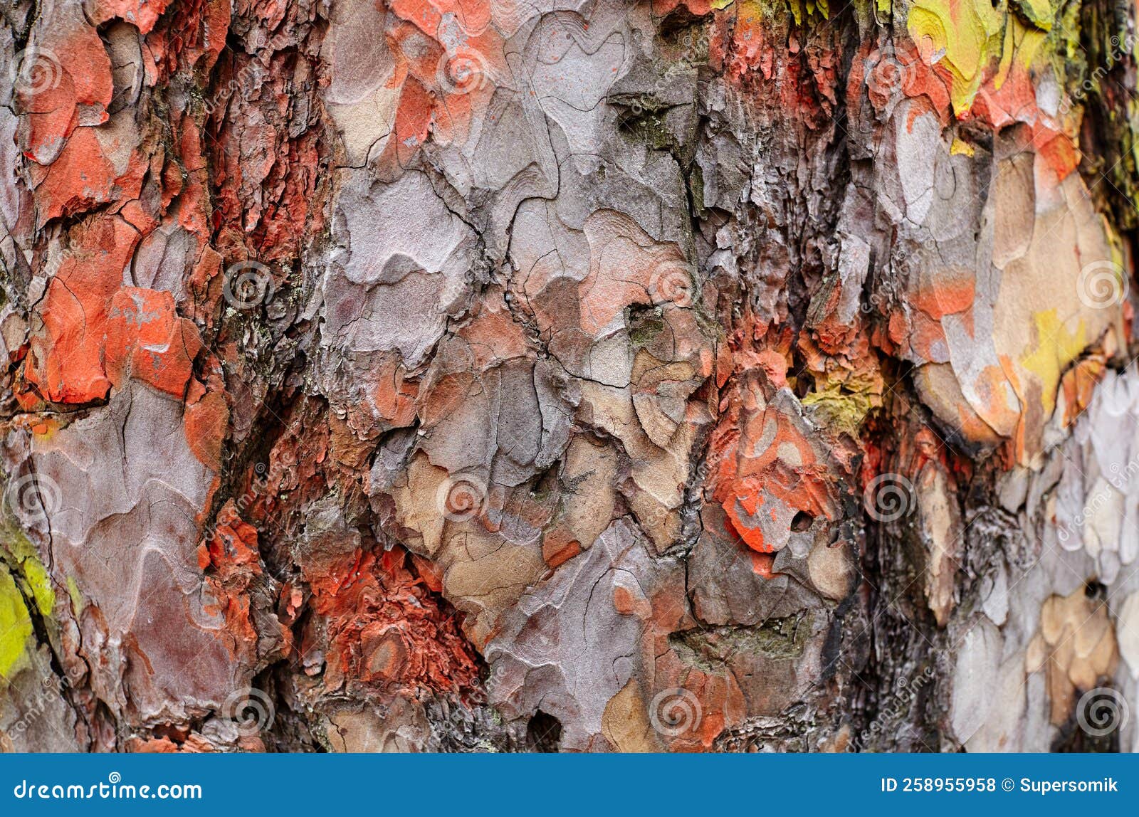 Colorful Tileable Texture of the Old Tree. Selective Focus Stock Photo ...