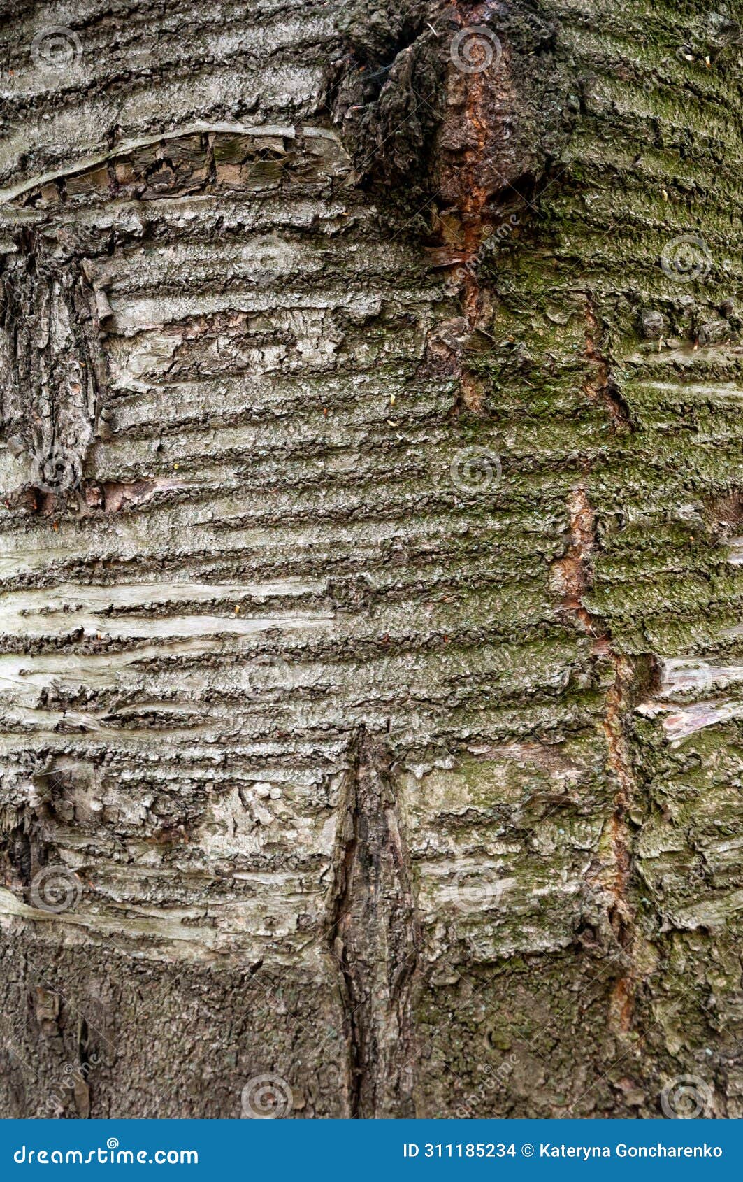 Bark of Tree. Tree Bark Background. Nature Background of Texture Tree ...