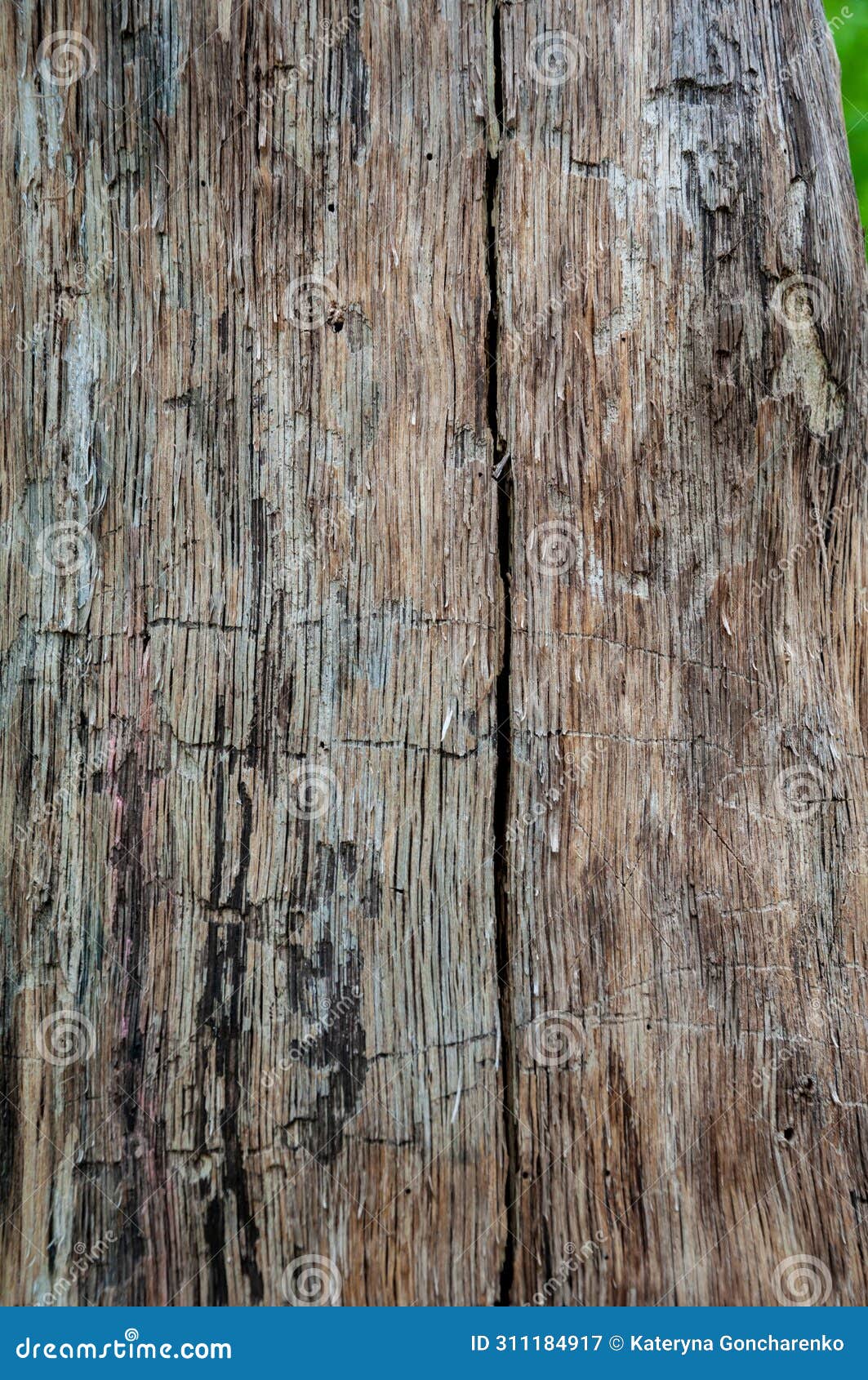 Bark of Tree. Tree Bark Background. Nature Background of Texture Tree ...