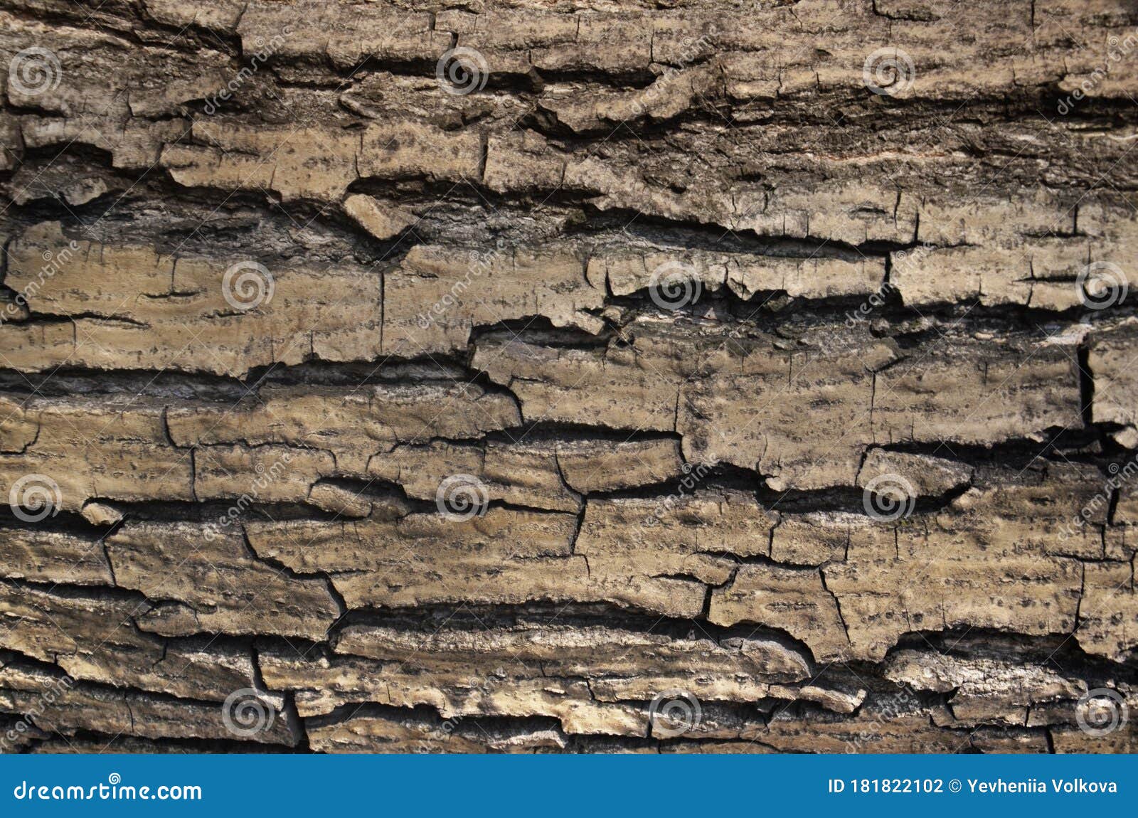 Bark of Tree. Background, Texture Stock Photo - Image of backdrop, bark ...