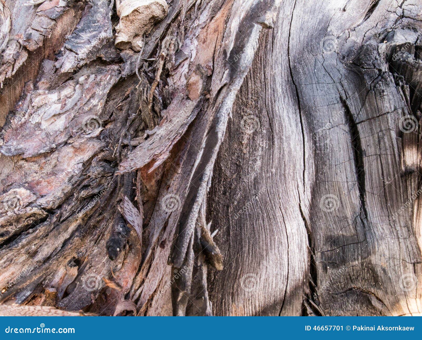 Bark tree Background stock image. Image of wood, texture - 46657701
