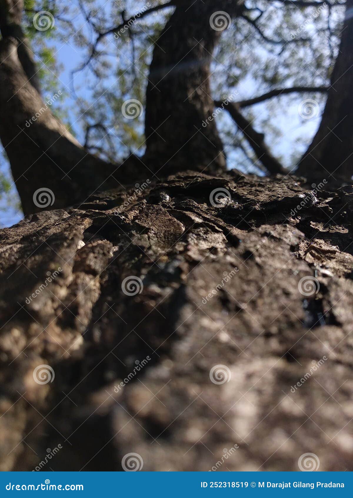 Bark of a tree stock image. Image of forest, branch - 252318519