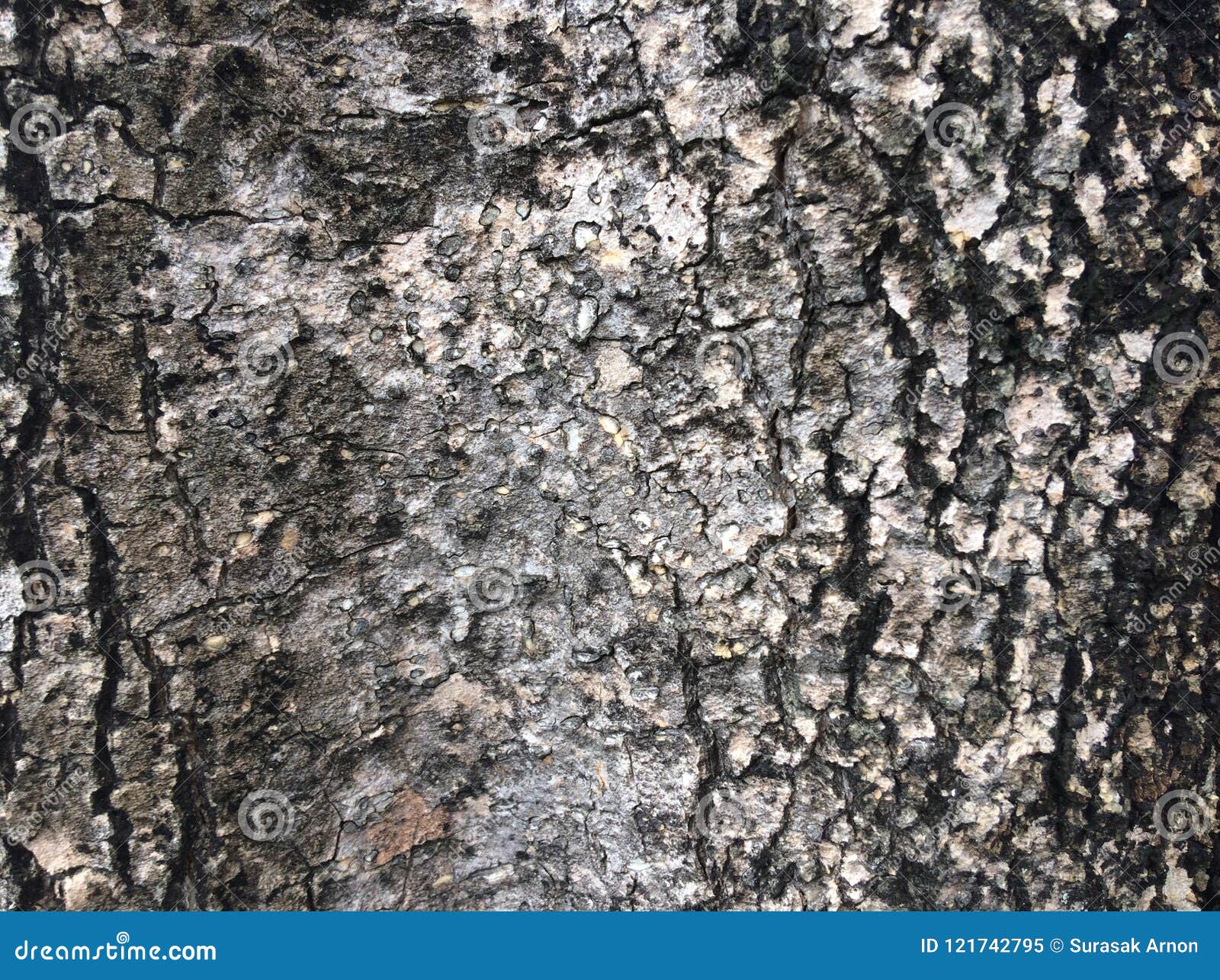 The Bark of the Tree is Black. Stock Image - Image of black, nature ...