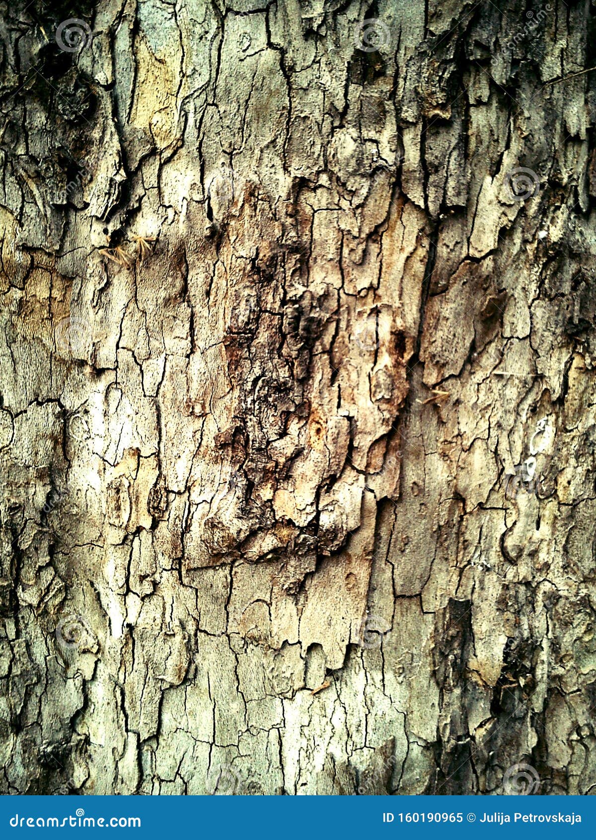 Bark of Tree in the Forest. Brown and Beige Colors in an Exfoliating ...