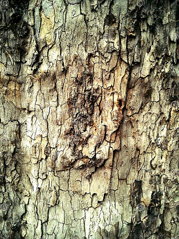 Bark of Tree in the Forest. Brown and Beige Colors in an Exfoliating ...