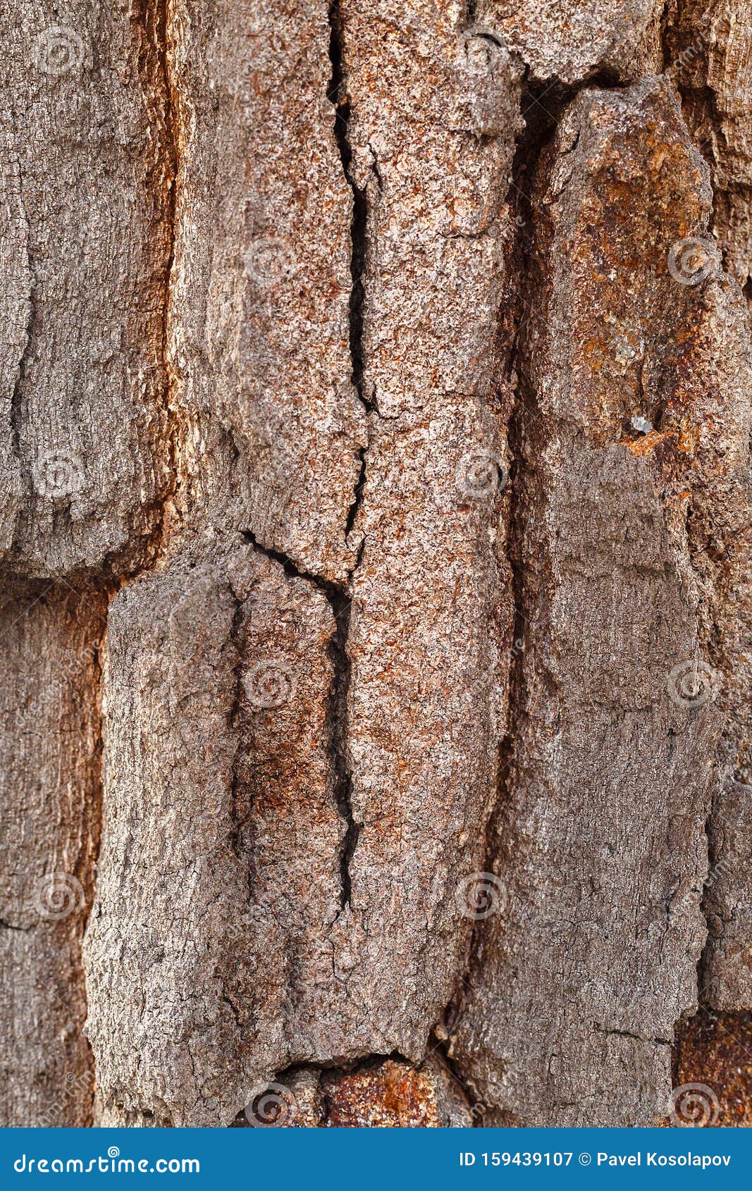 Tree bark with cracks stock image. Image of resources - 159439107