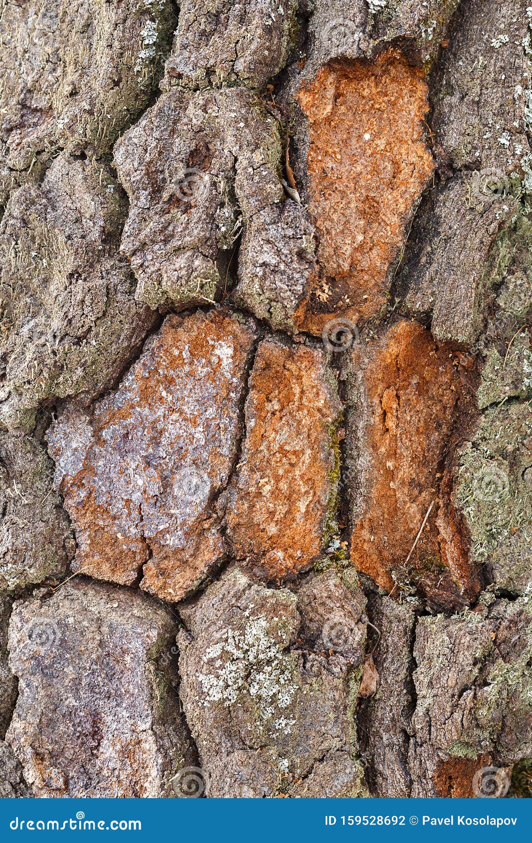 Tree bark with cracks stock photo. Image of design, pattern - 159528692