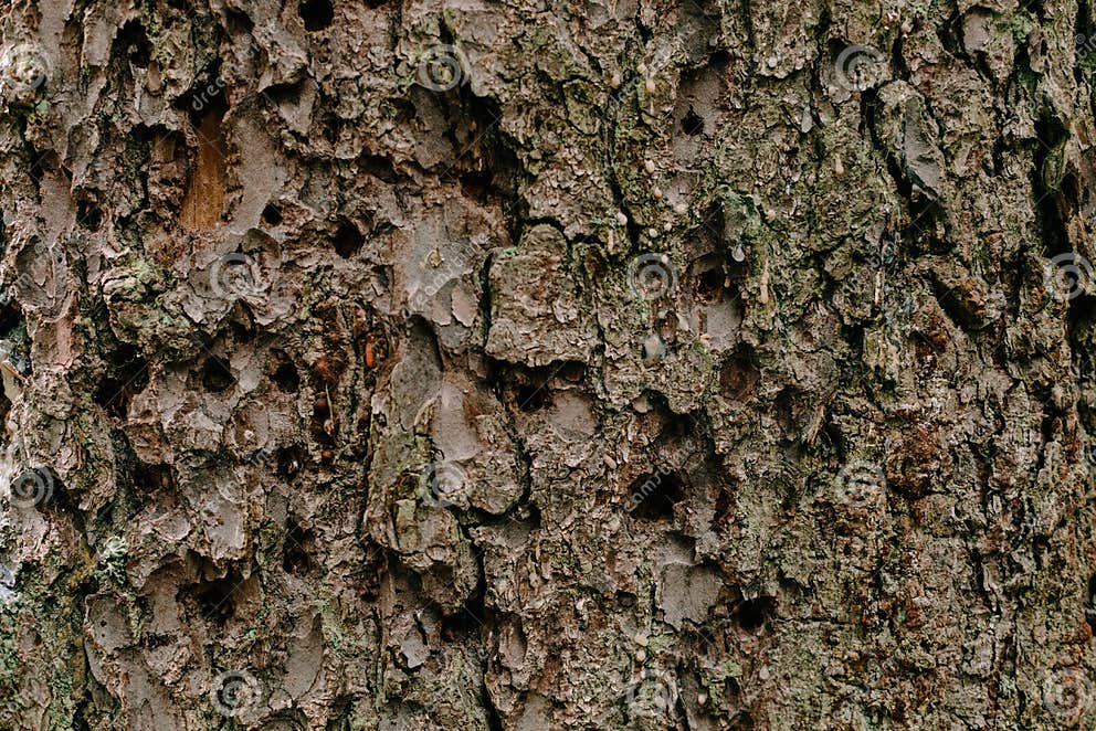 The bark of the tree stock photo. Image of bole, pattern - 89822950
