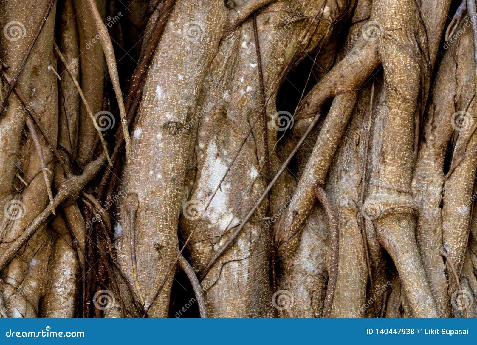 Bark big tree for design stock photo. Image of close - 140447938