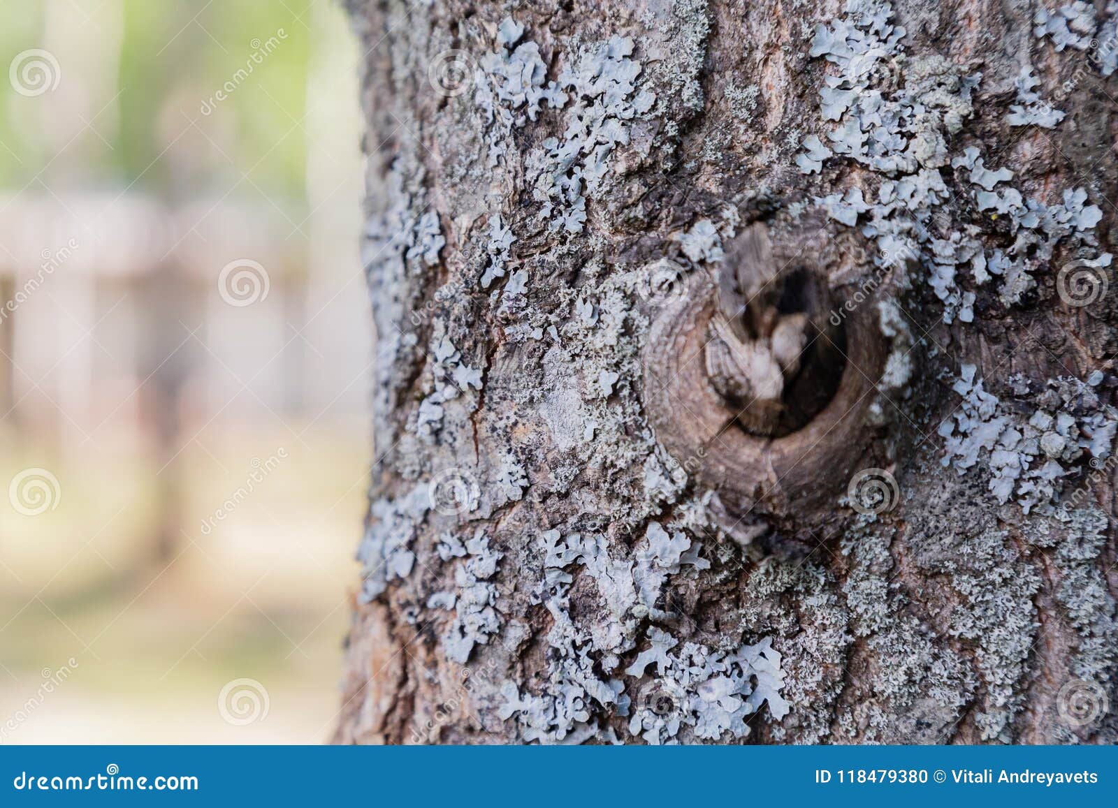 Bark of a Tree Close-up, Crust Texture. Stock Photo - Image of grunge ...