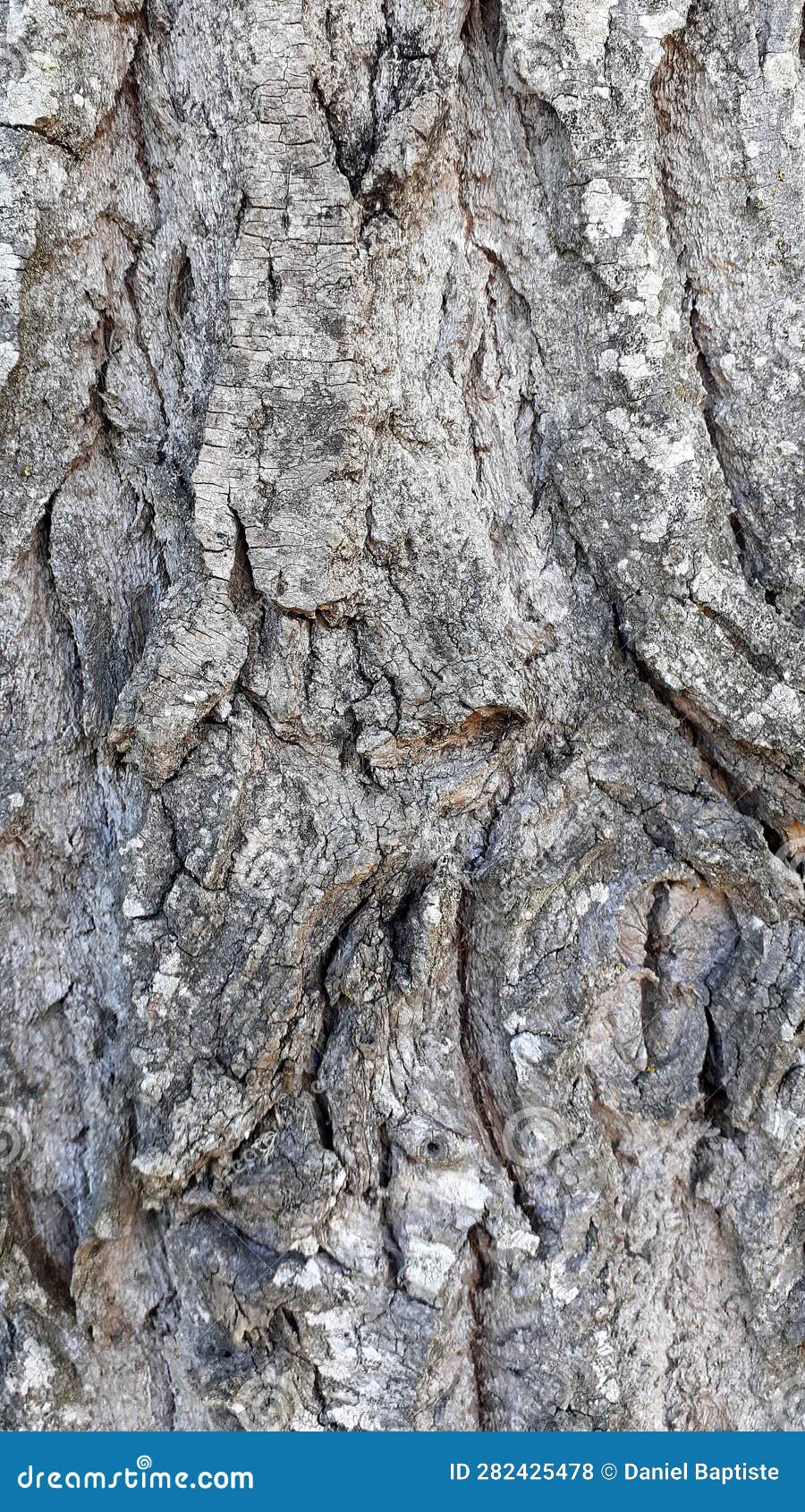 Bark of a tree close-up stock photo. Image of geology - 282425478