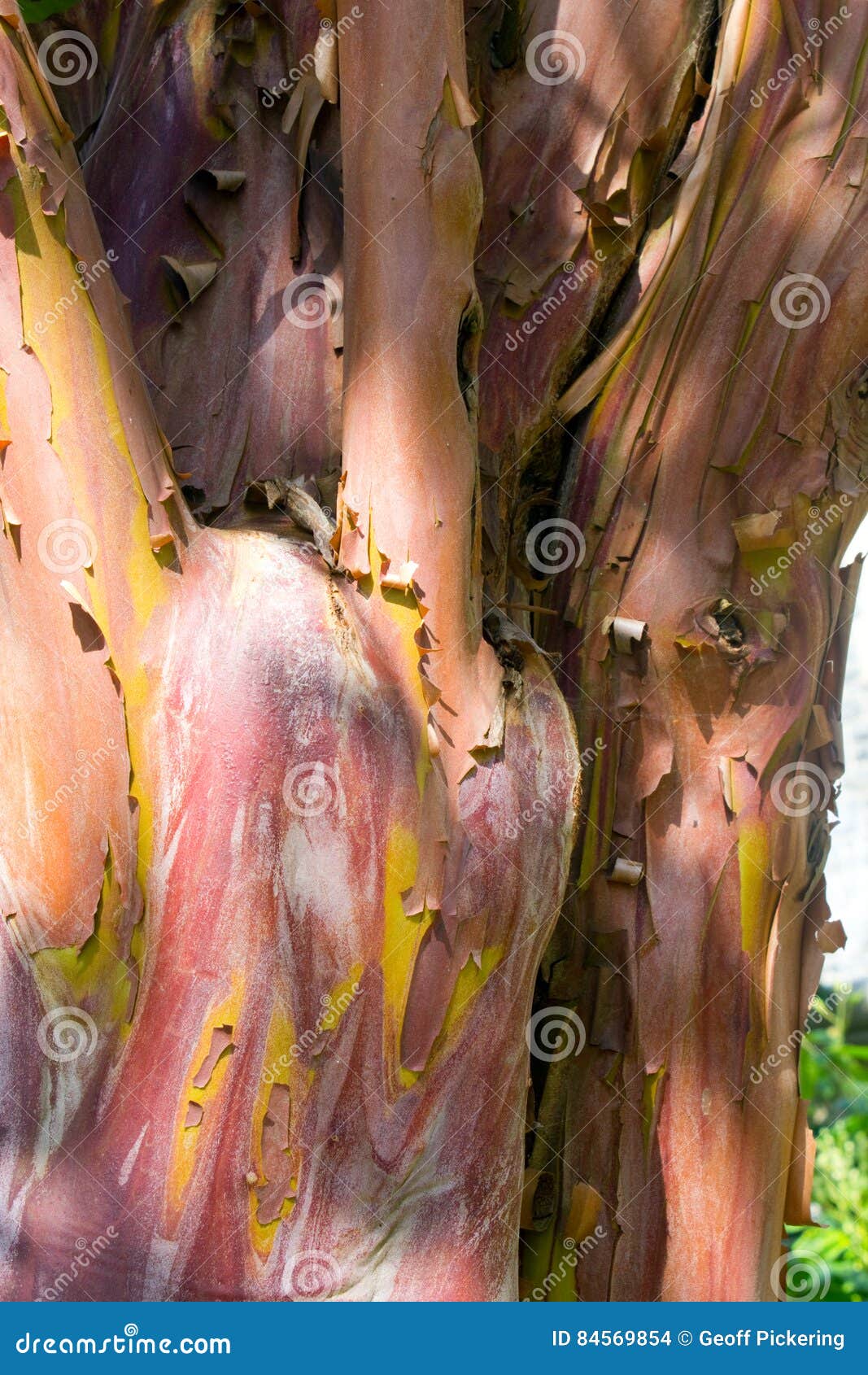 Bark of a Tree stock photo. Image of wood, tree, countryside - 84569854