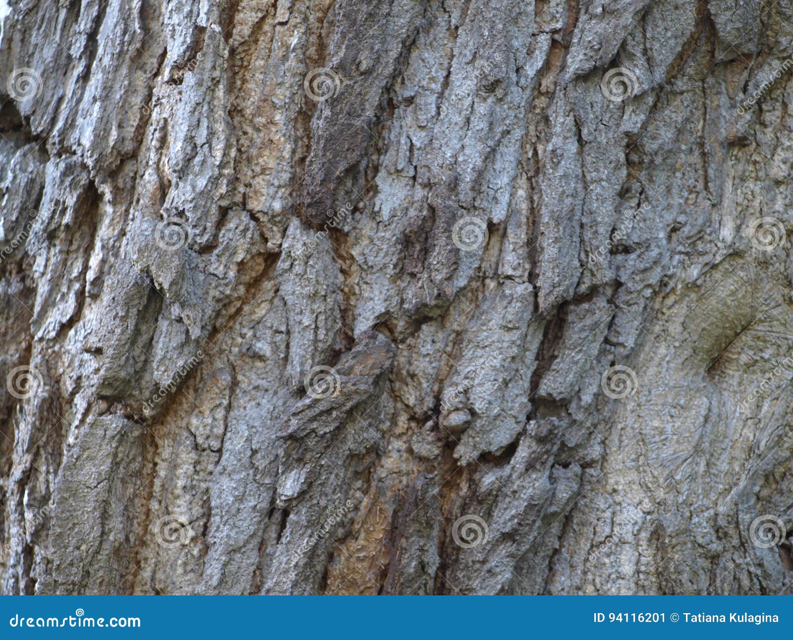 Bark of tree stock image. Image of format, forest, material - 94116201