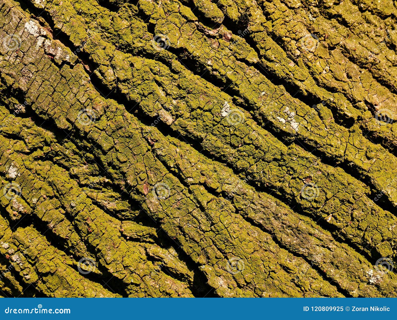 Bumpy Green Bark of Old Poplar Stock Image - Image of bole, poplar ...