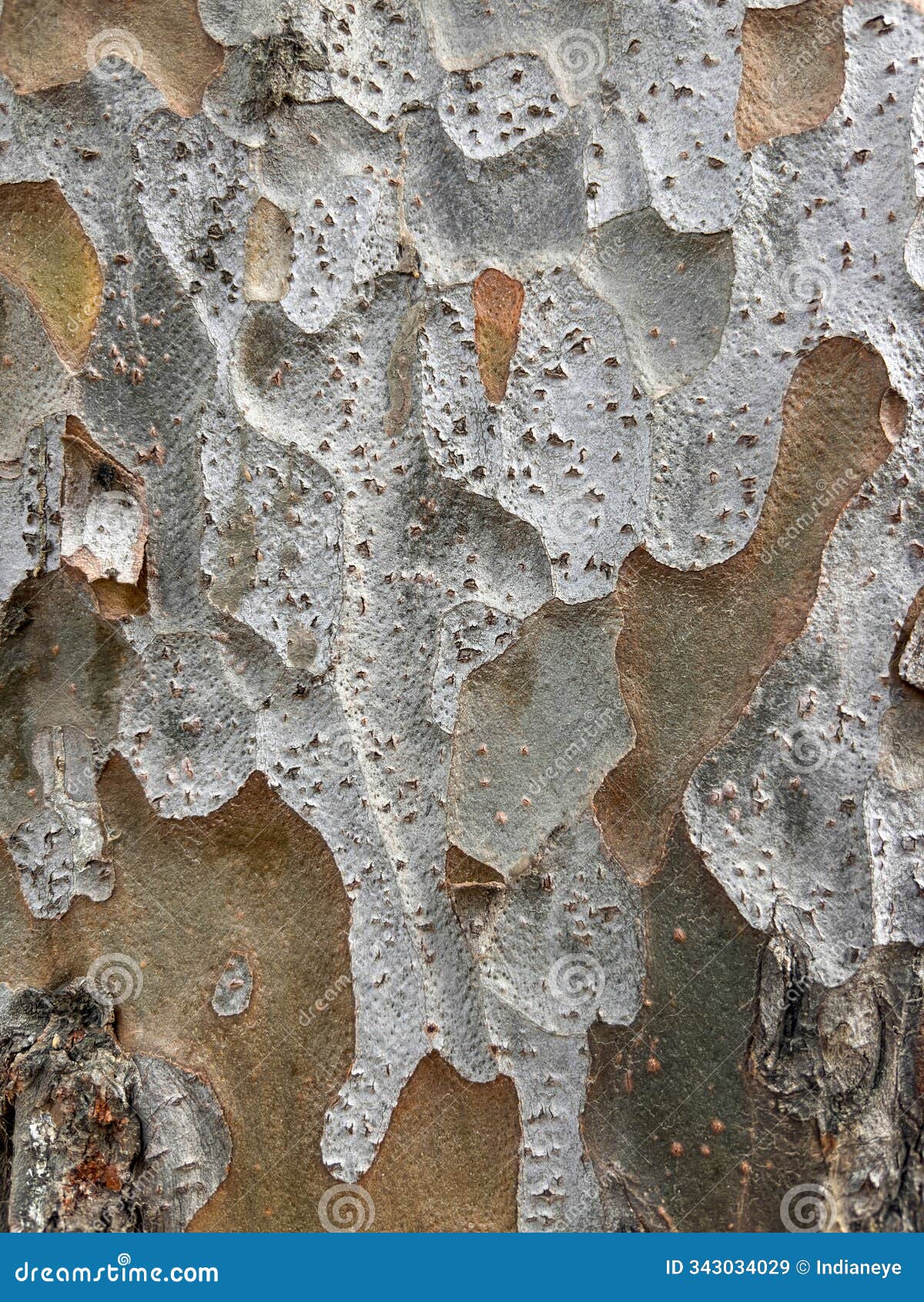 The Bark of a Tree is Covered in Small Bumps and Ridges Stock Image ...