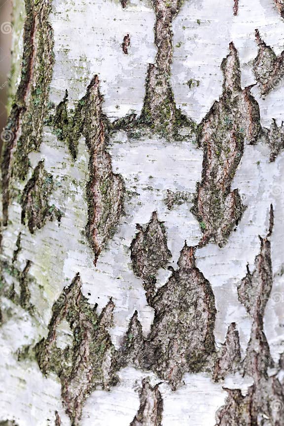The Bark of a Tree is Covered in Small Bumps and Ridges Stock Photo ...