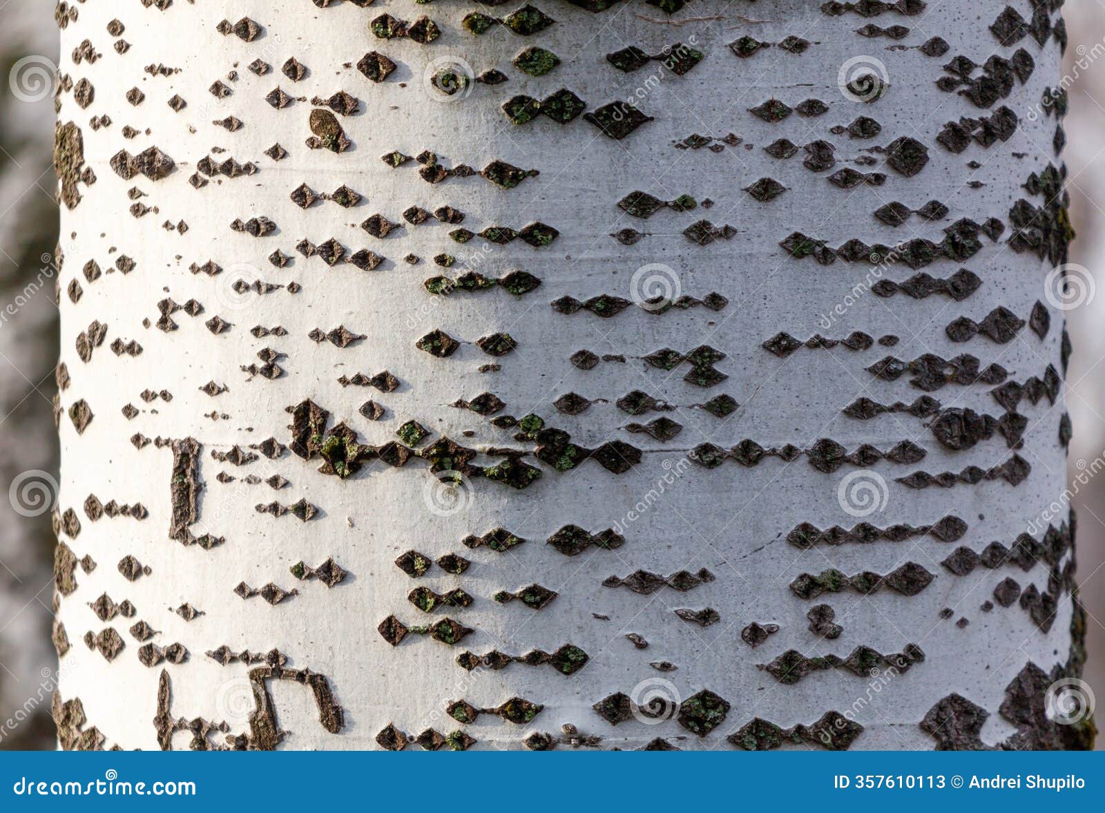 The Bark of a Tree is Covered in Small, Pointy Marks Stock Image ...