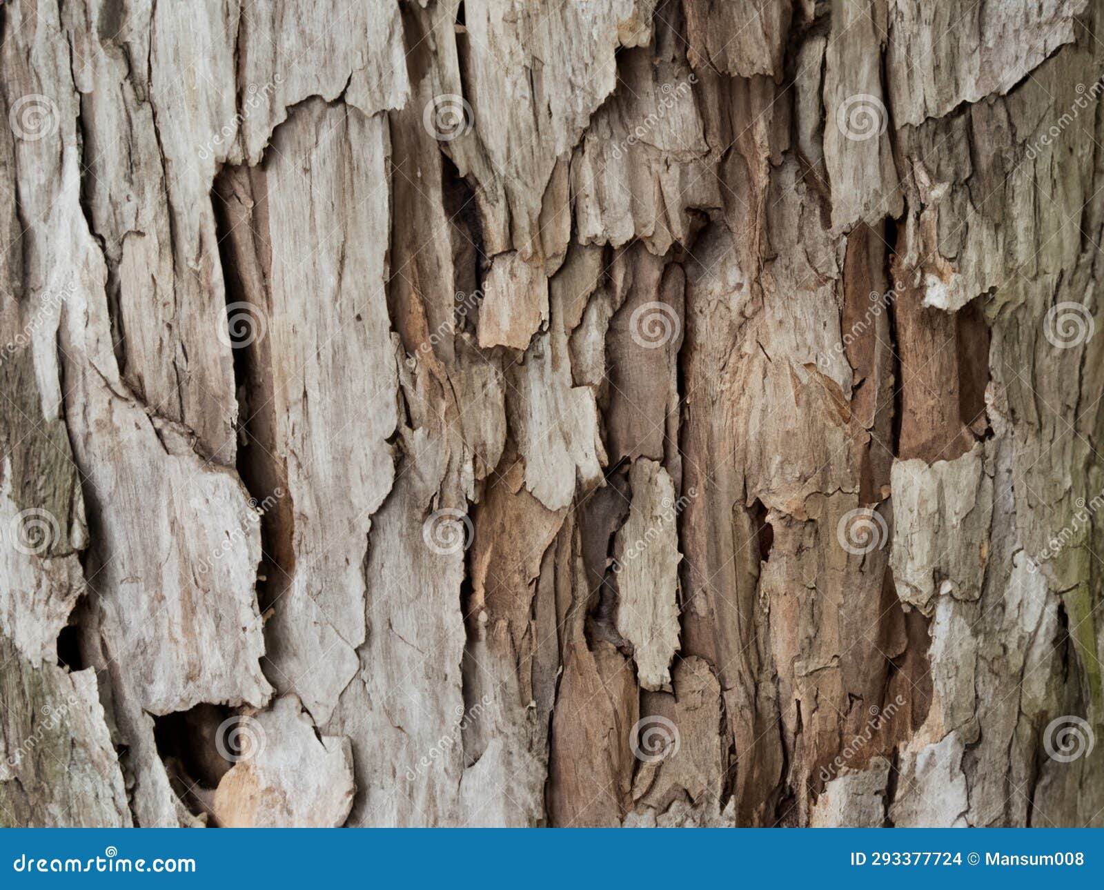 Bark of Tree with Cracks and Scratches Stock Photo - Image of ...