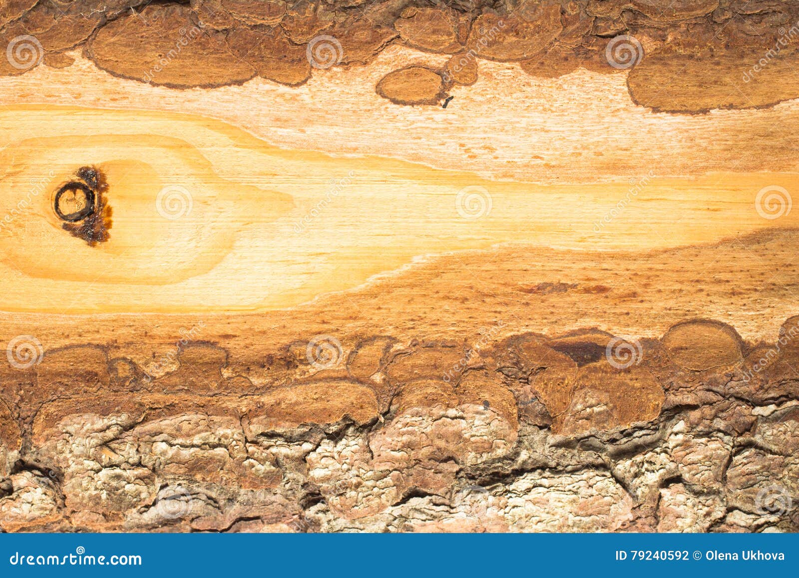 Bark of tree. the cut wood stock photo. Image of feature - 79240592