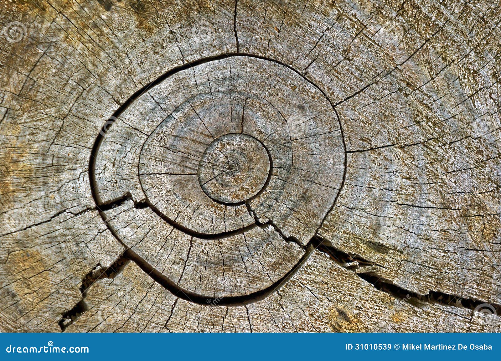 Bark of a tree cutted stock image. Image of life, ring - 31010539