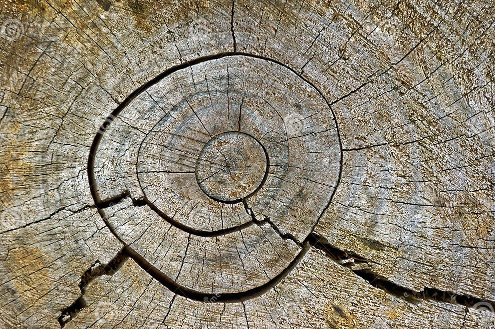 Bark of a tree cutted stock image. Image of life, ring - 31010539