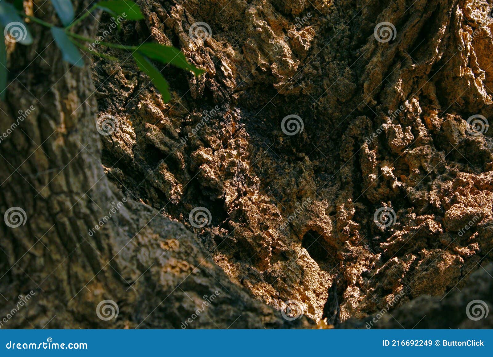 Bark of Tree in Depth Rough Sunny Natural Background Stock Image ...
